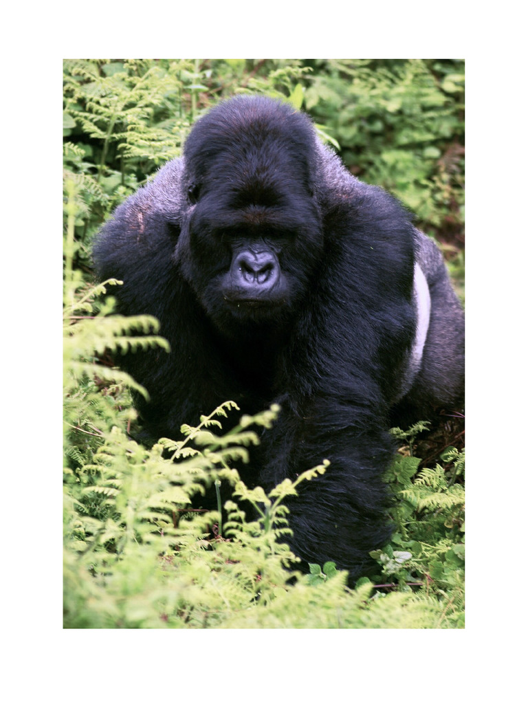 Gorilla | PDF
