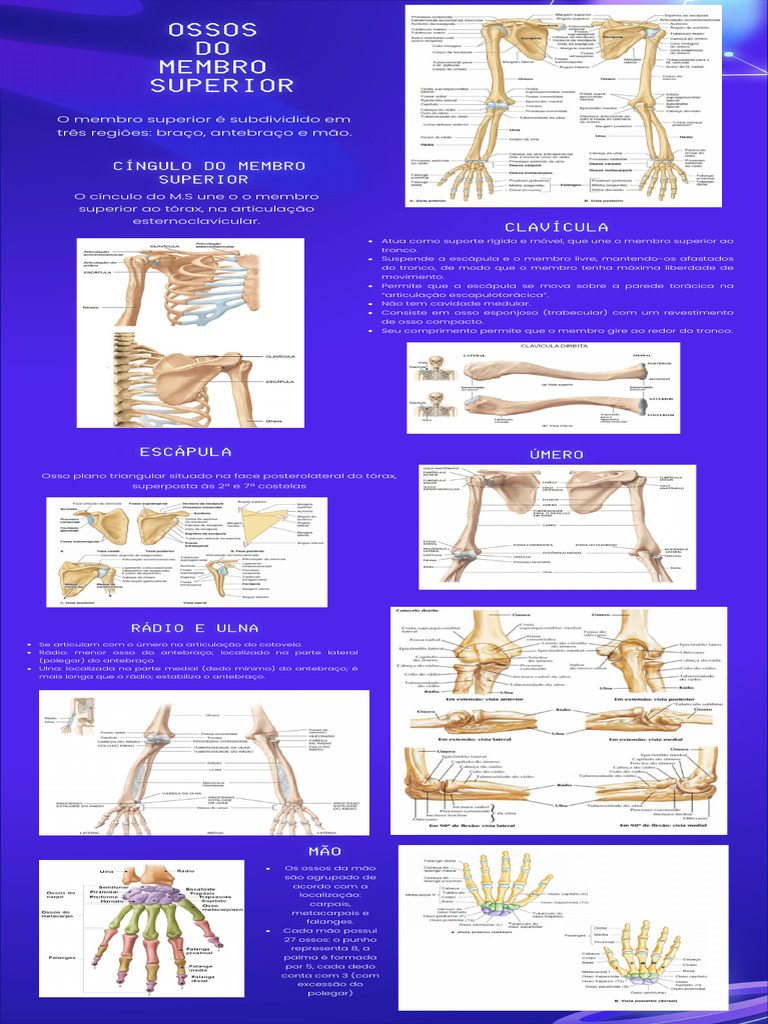 Ossos Do Membro Superior | PDF