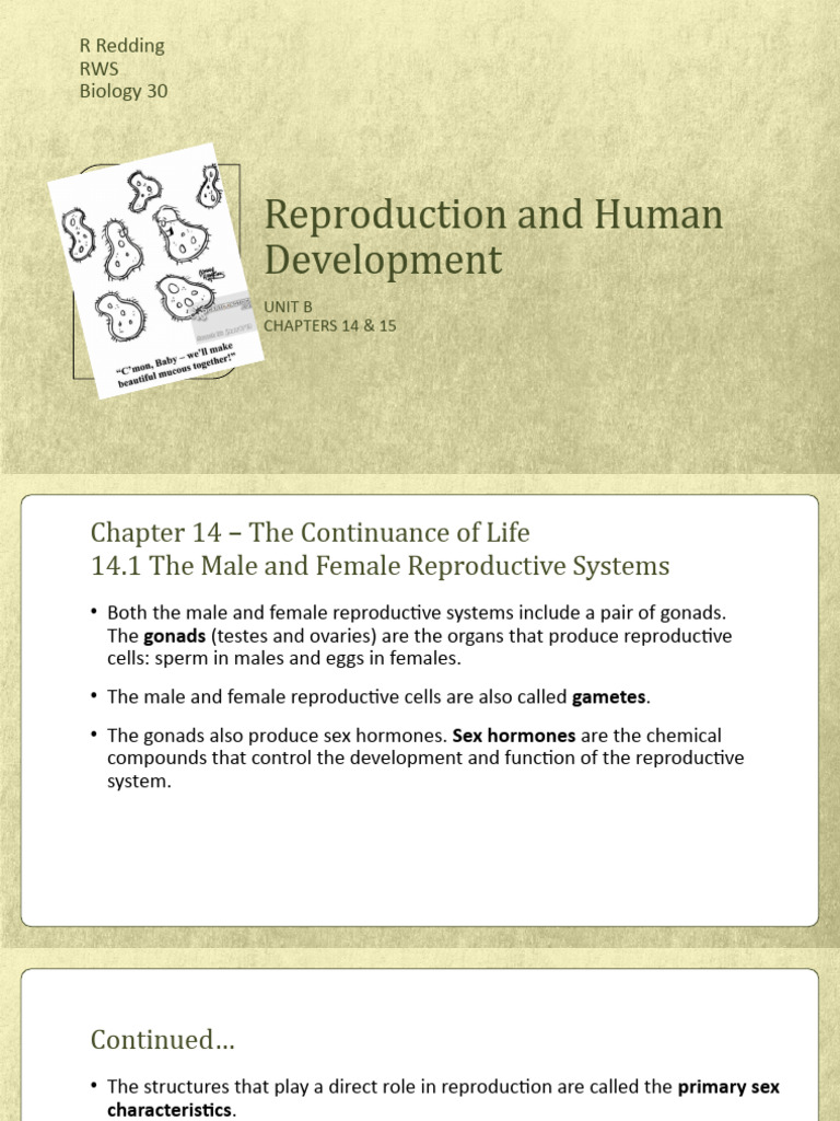 Reproductive Systems and STIs Overview | PDF | Self-Improvement | Wellness