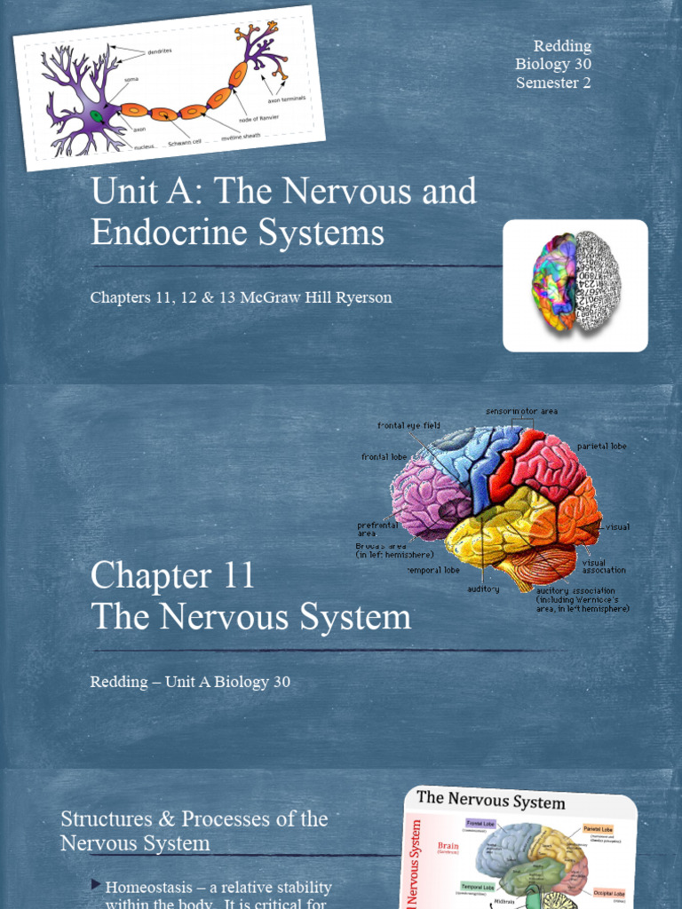 Unit A - The Nervous and Endocrine Systems | PDF | Action Potential ...