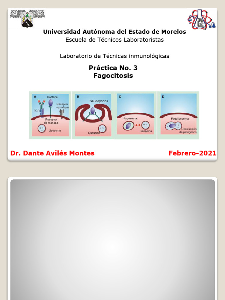Practica 3 Fagocitosis | PDF