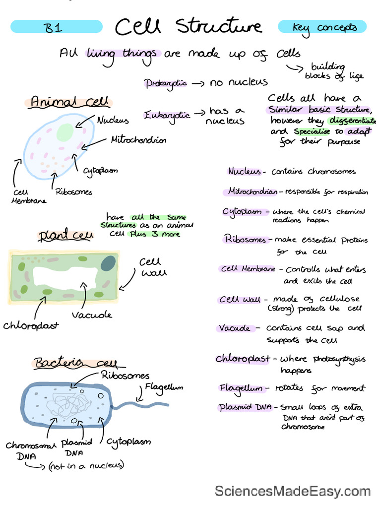 Understanding Cell Biology Basics | PDF | Cell (Biology) | Axon