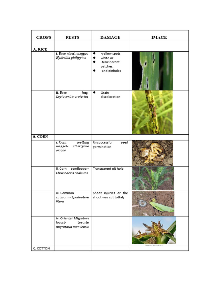 Crops Images Damages | PDF | Seed | Fruit