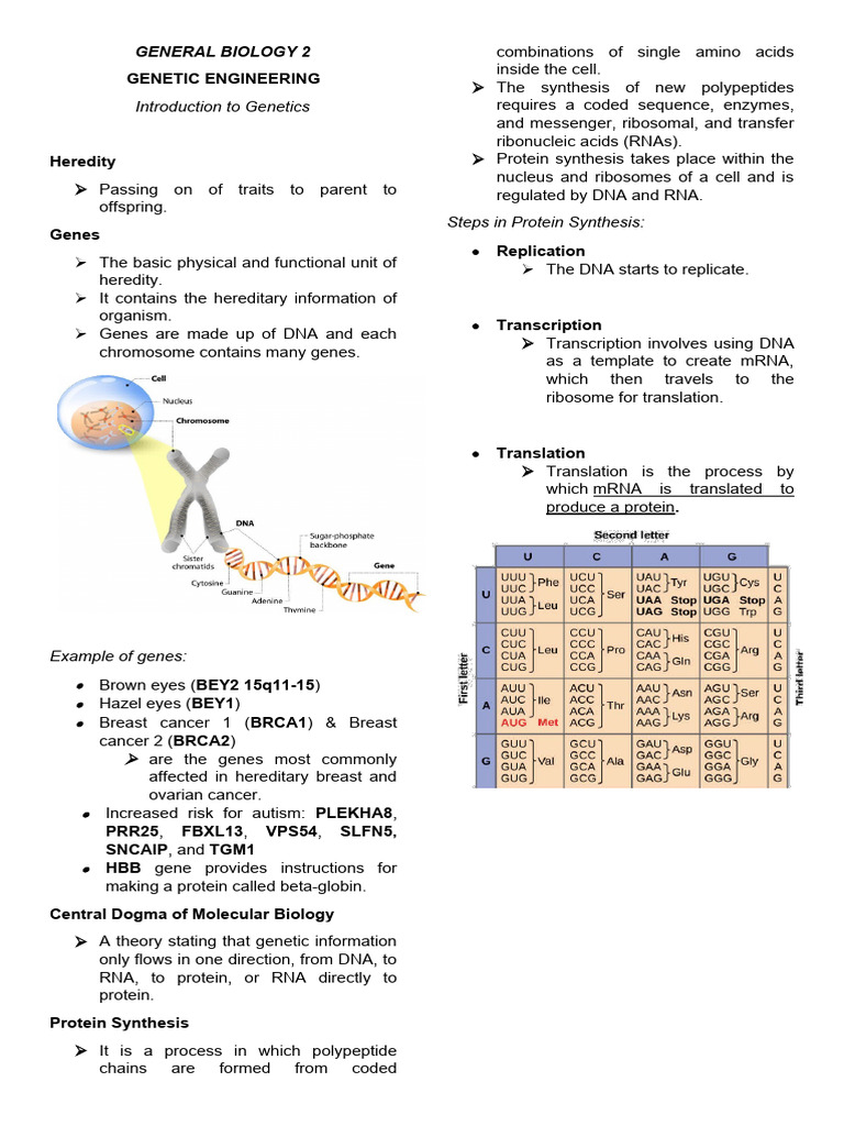 Gen Bio 2 Reviewer | PDF | Dominance (Genetics) | Translation (Biology)