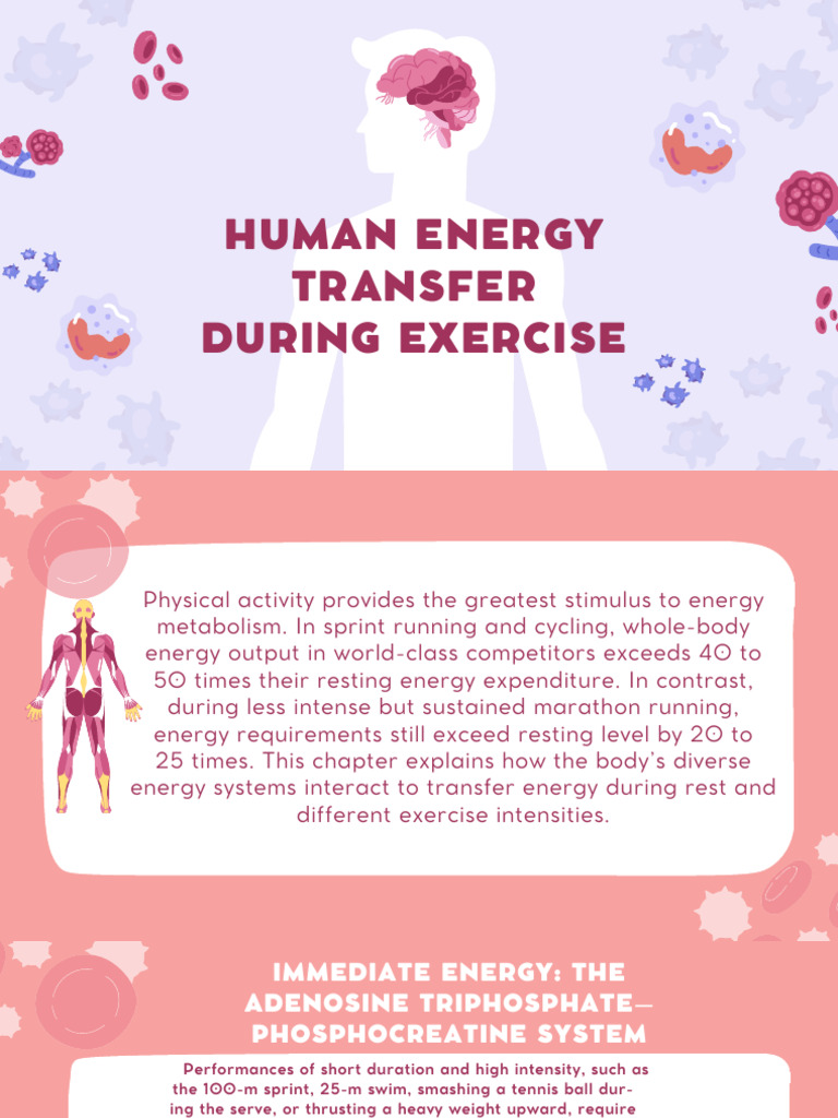 Human Energy Transfer During Exercise | PDF