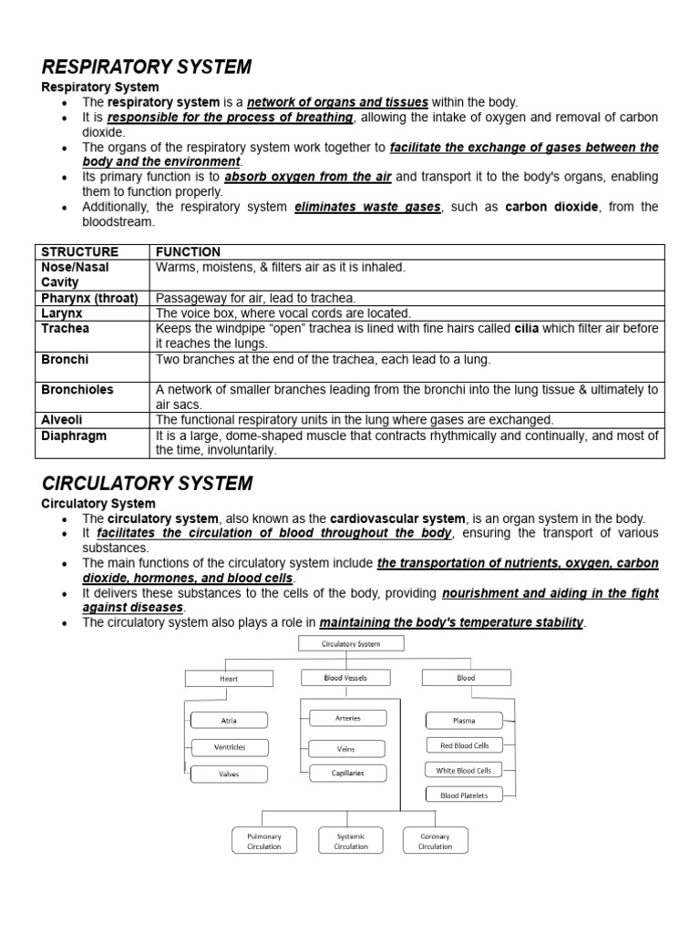 Respiratory System | Download Free PDF | Respiratory Tract | Atrium (Heart)