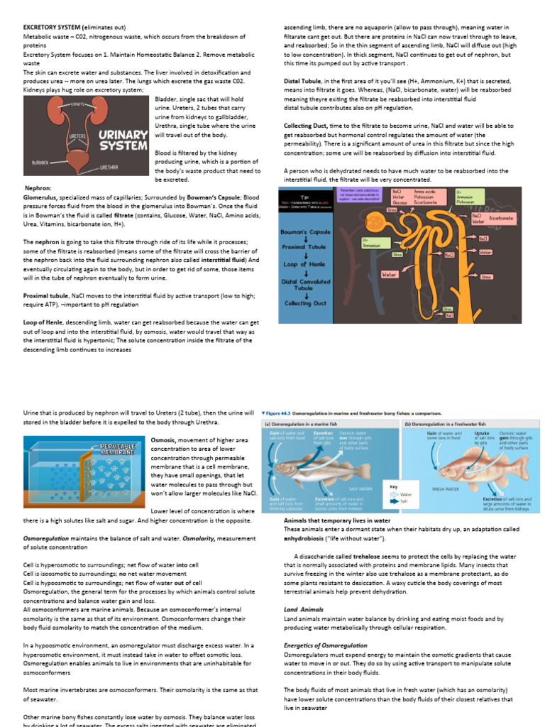 Excretory System | PDF | Kidney
