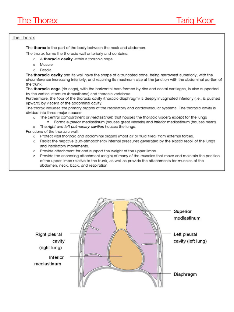 The Thorax | PDF | Vertebra | Thorax