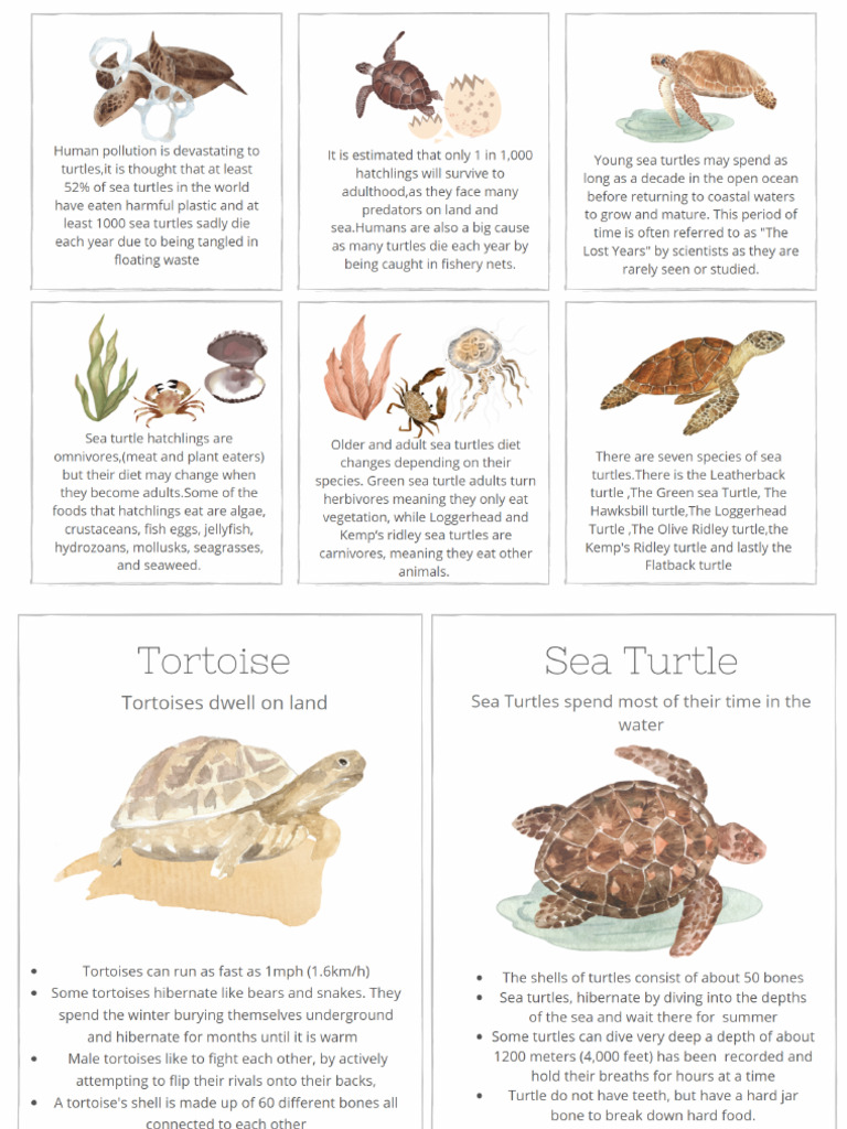 Free Mini Sea Turtle Pack | PDF