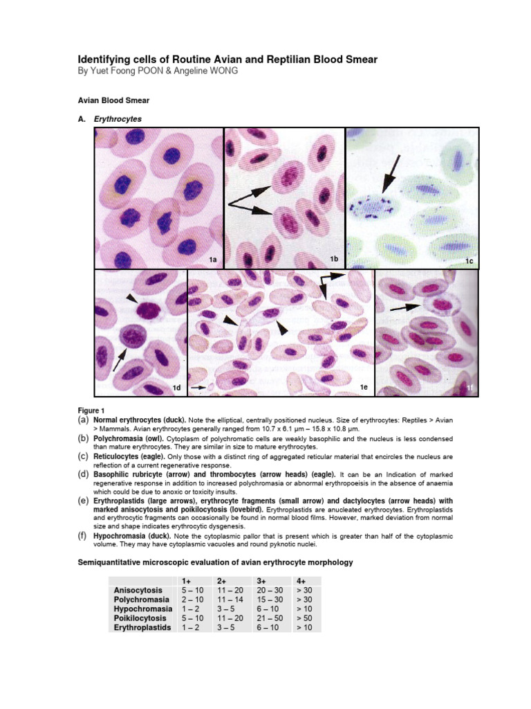 02 - Identifying Cells of Routine - Anexo Unidad B - 1 | PDF | White ...