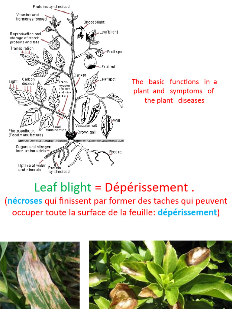 Noms Des Différents Symptomes | PDF | Botany | Organisms