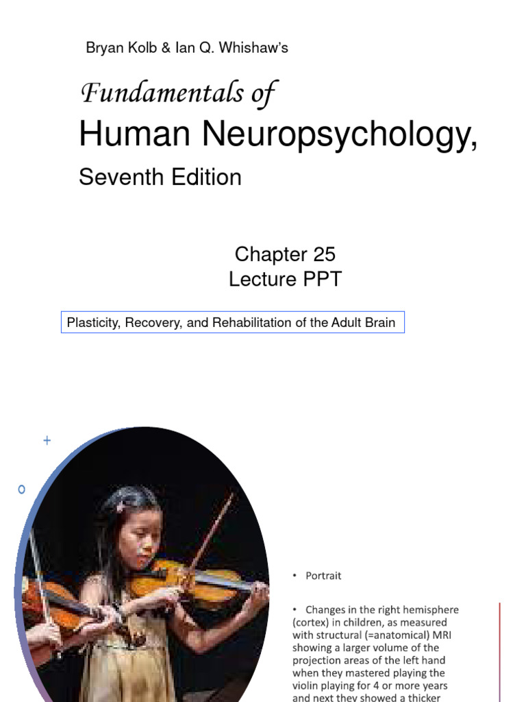 Neuroplasticity | PDF | Neuroplasticity | Neurogenesis