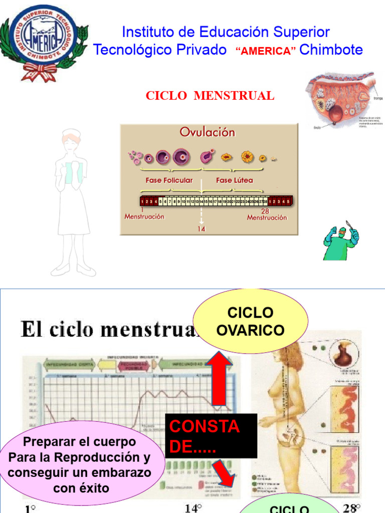 Ciclo Menstrual | PDF | Ciclo menstrual | Menstruación