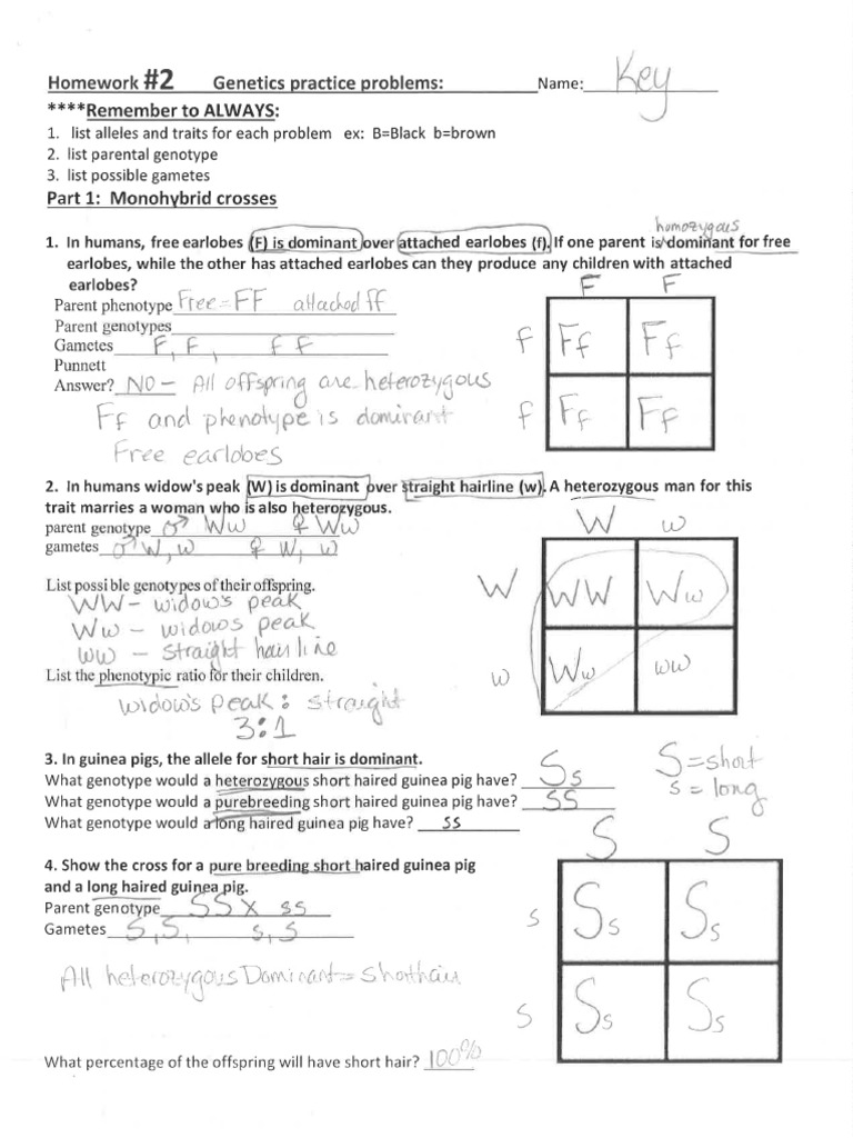 HW2Genetics Practice KEY | PDF