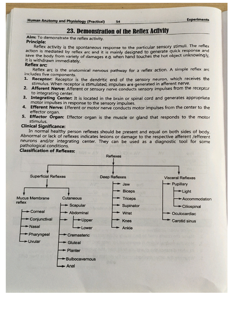 Reflex Activity | PDF