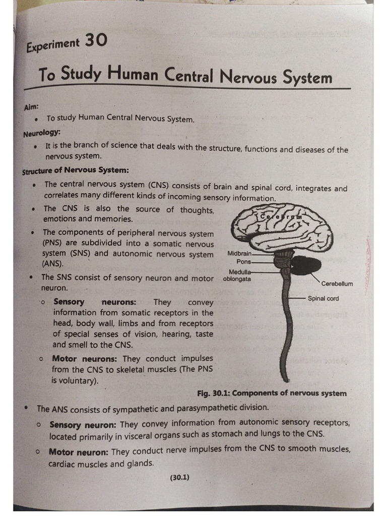 Central Nervous System | PDF
