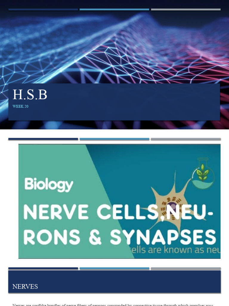 HSB Notes | PDF | Nerve | Nervous System