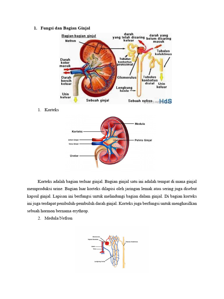 Ginjal 1 | PDF | Pengembangan Diri | Kesehatan Holistik