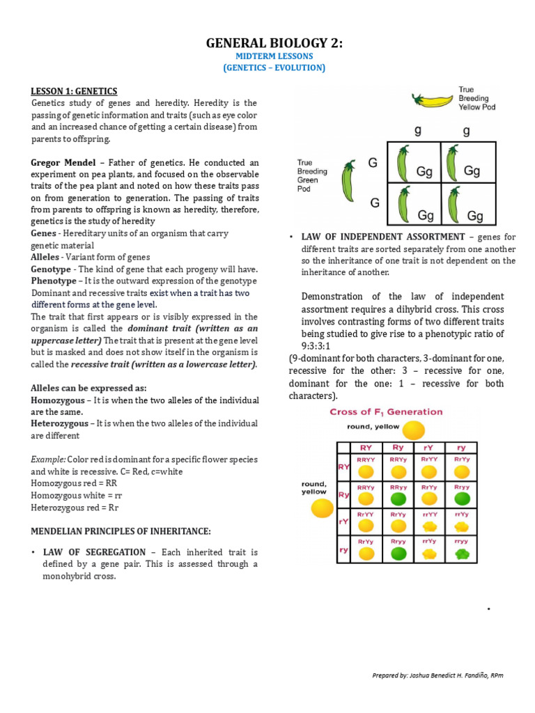 Gen Bio 2 Genetics To Evolution | PDF | Dominance (Genetics) | Dna