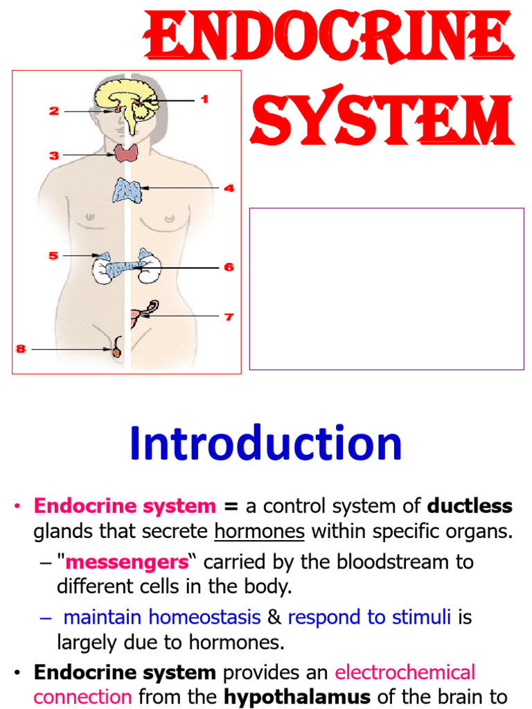 Endocrine Physiology | PDF | Hormone | Pituitary Gland