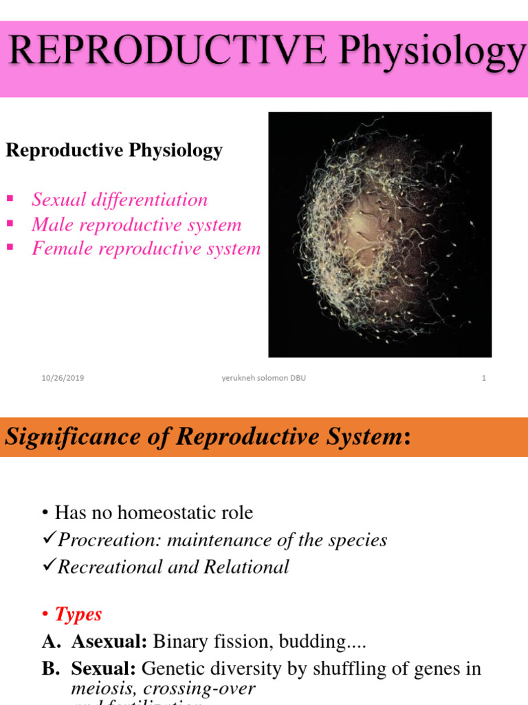 Reproduction | PDF | Menstrual Cycle | Testicle