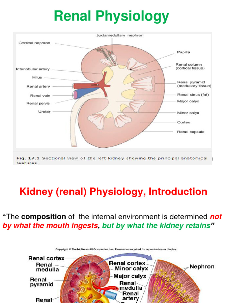 Renal Physiology | PDF