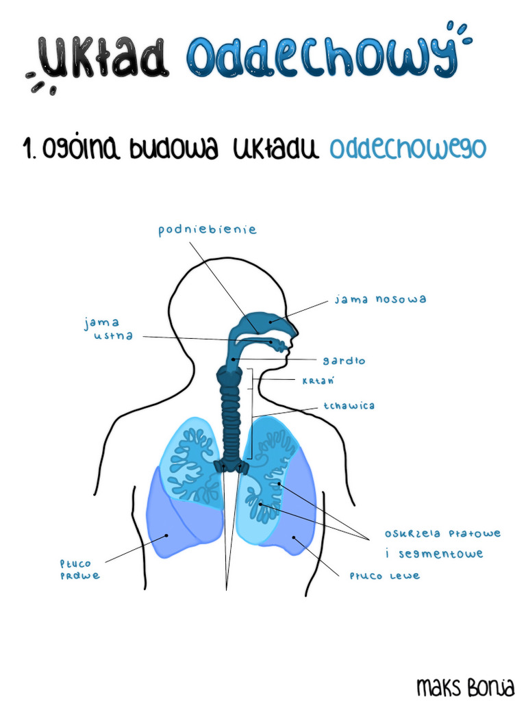 Budowa I Rola Układu Oddechowego | PDF