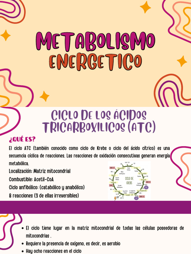 Metabolismo Energetico | PDF