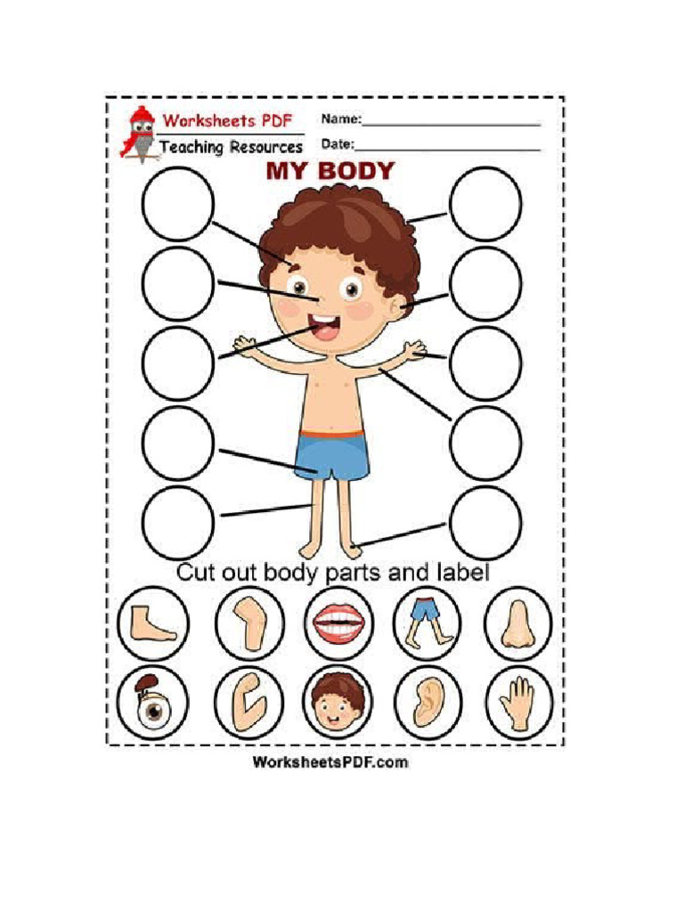 Body Parts Test | PDF