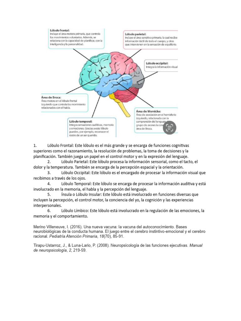Partes Del Cerebro Los Glóbulos | PDF | Lógica | Juez