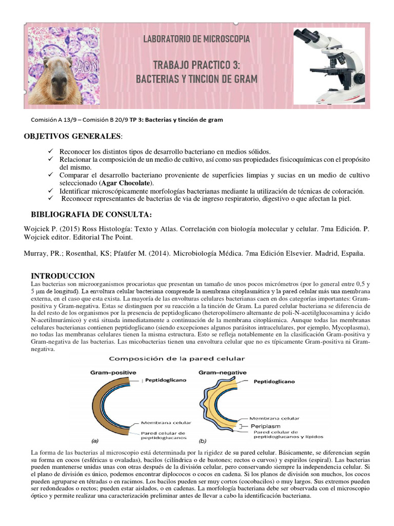 Guia Tp3 Bacterias | PDF | Las bacterias | Tinción