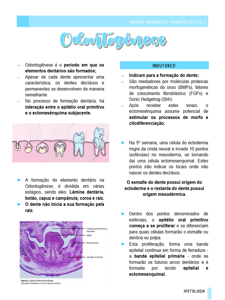 Aula 4 - Odontogênese | PDF | Dente humano | Anatomia