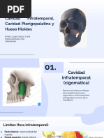 Fosa Pterigoidea y Pterigopalatina | PDF | Sistema esquelético ...
