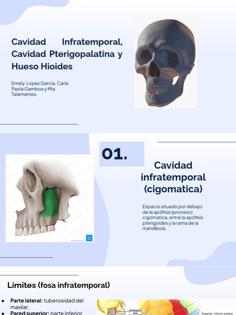 Cavidad Cigomatica, Pterigopalatina,Hioides | PDF | Sistema ...