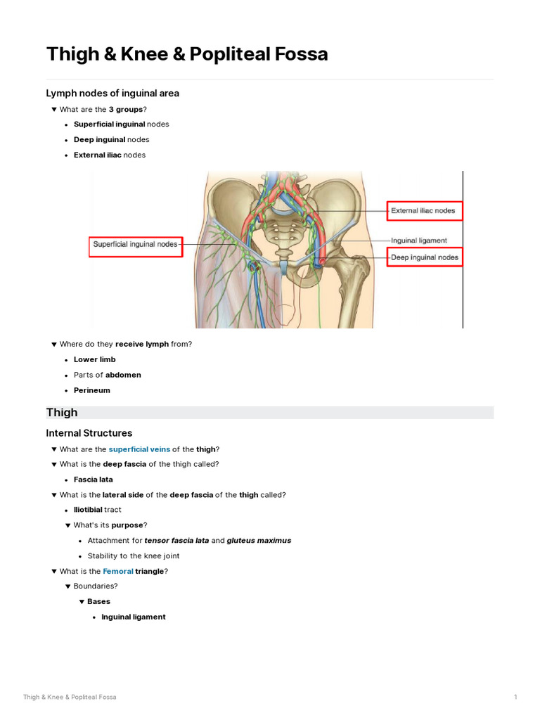 Thigh & Knee & Popliteal Fossa | PDF