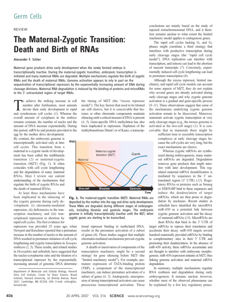Maternal Zygotic Transition 2007 | PDF | Messenger Rna | Cell Cycle