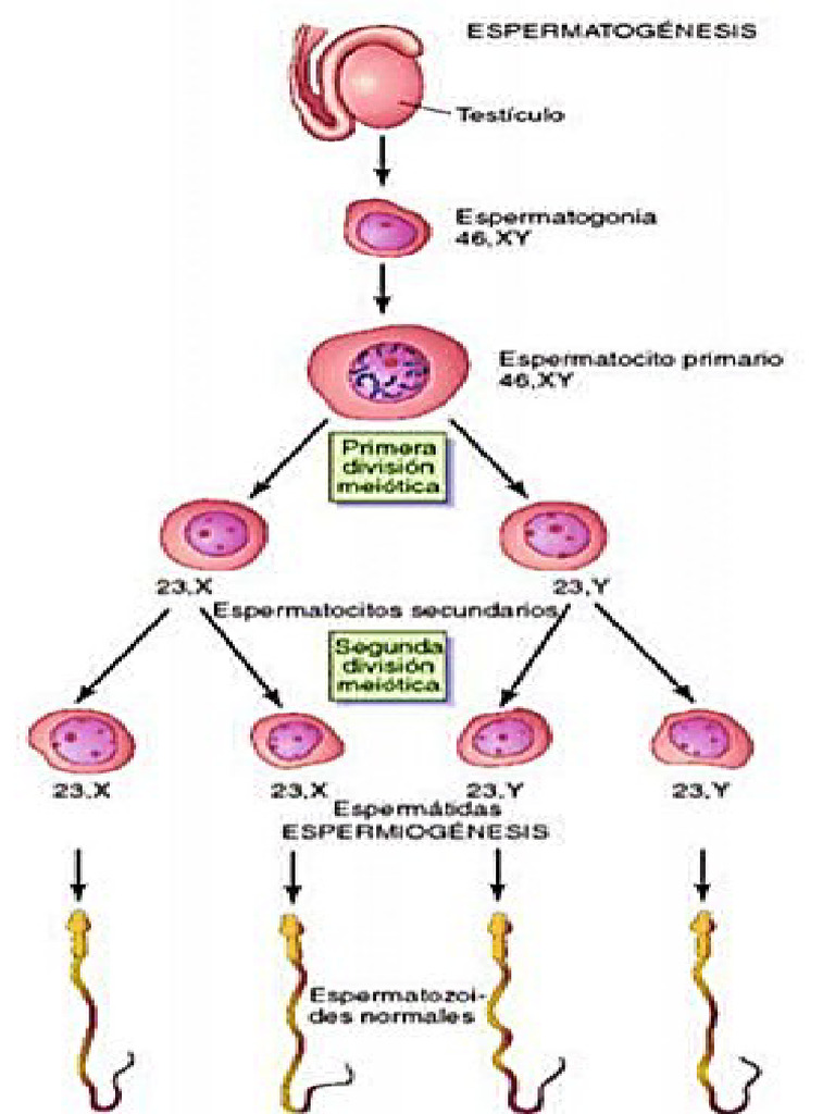 Gametogénesis | PDF