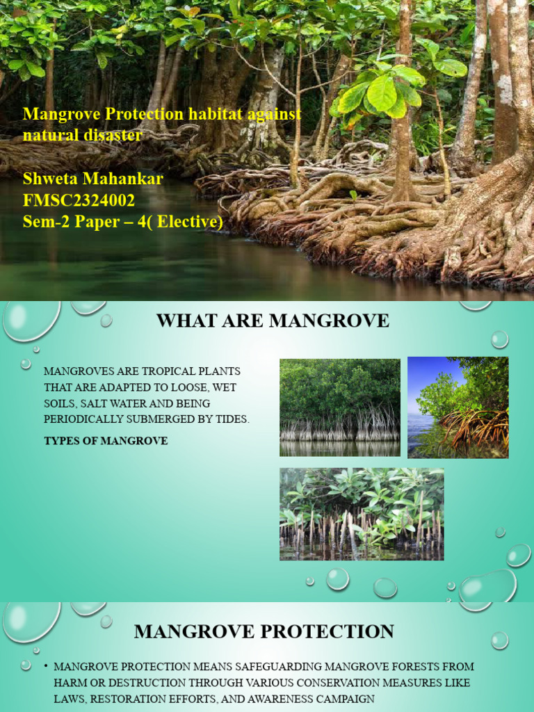 Mangrove Protection Habitat Against Natural Disaster Shweta Mahankar ...
