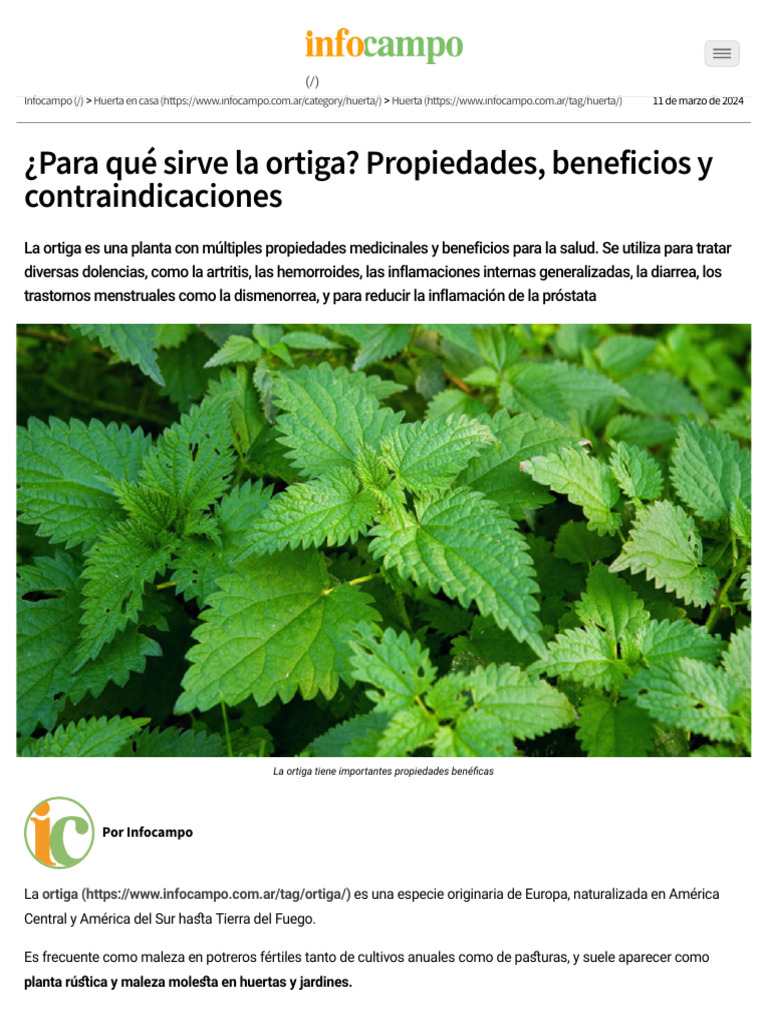 Propiedades y contraindicaciones de la ortiga | PDF | Té | Alimentos