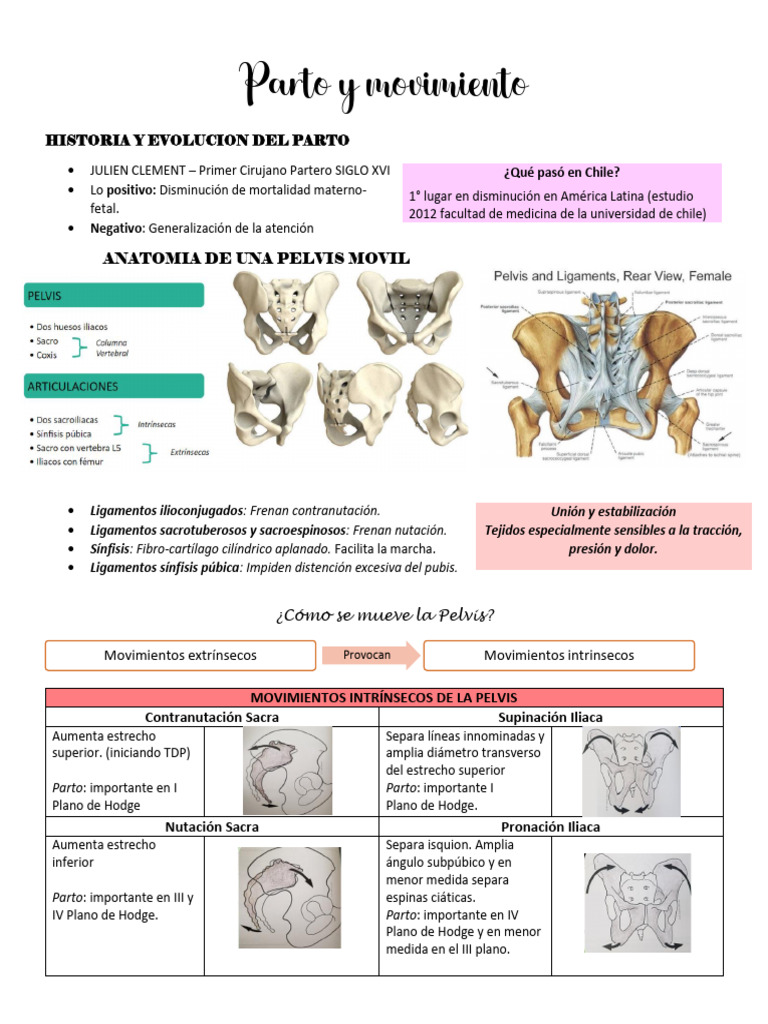 Parto y Movimiento | PDF | Pelvis | Sistema musculoesquelético