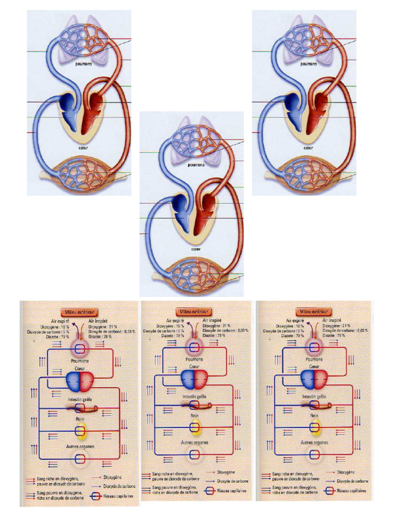 cycle3_circulation_sanguine_schemas_Julie | PDF