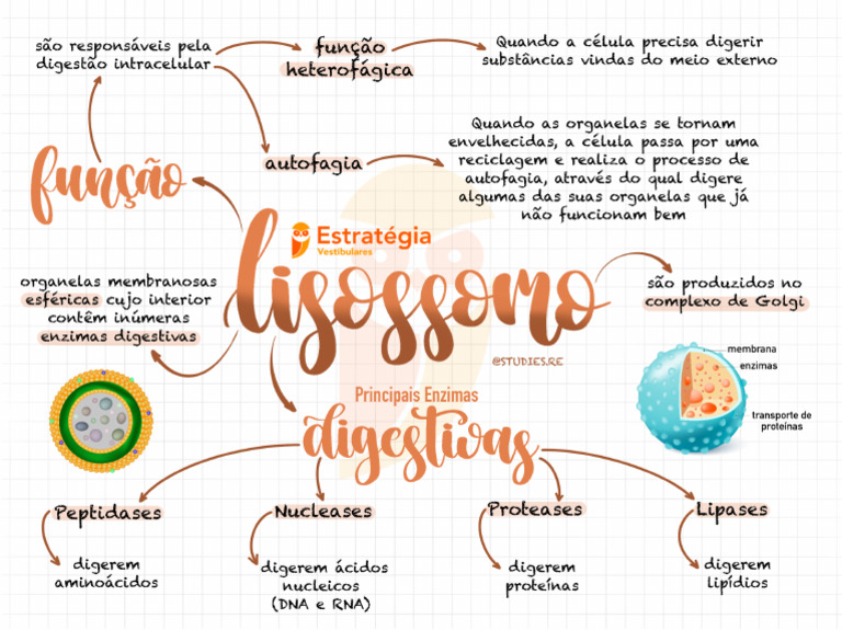 Mapa Mental_ Lisossomo - Biologia | PDF