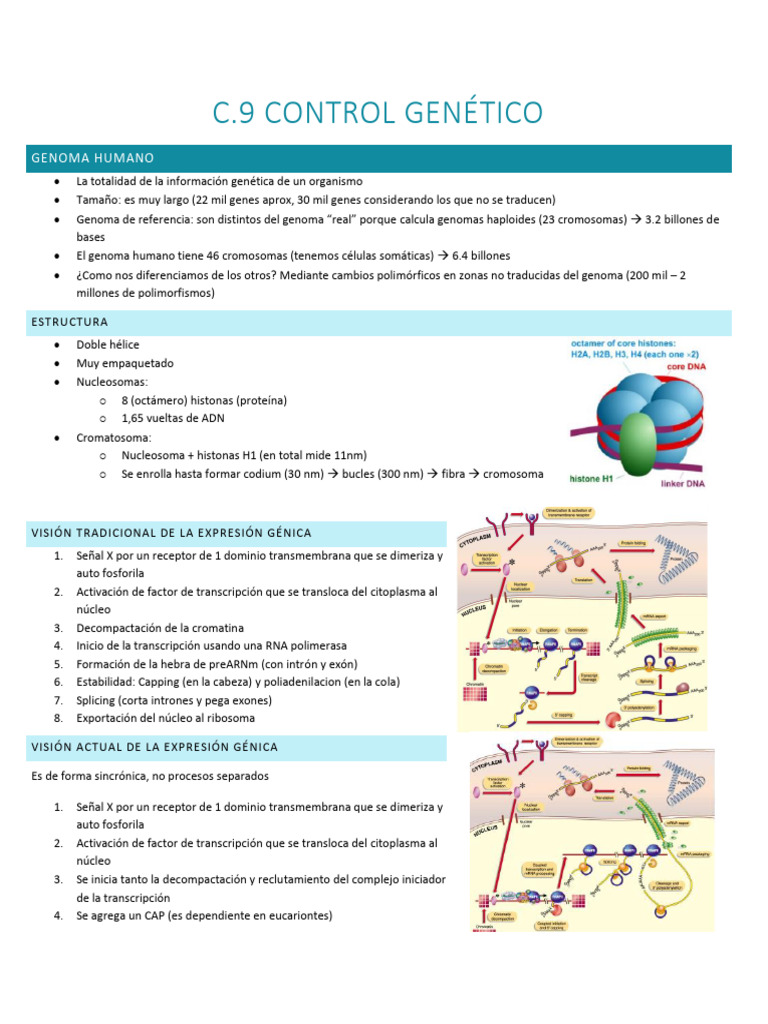 C.9 Control Genético: Genoma Humano | PDF | Epigenética | Cromatina