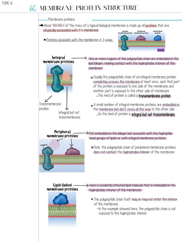 Biochem: Membrane Protein Structure | PDF | Lipid Bilayer | Transmembrane Protein