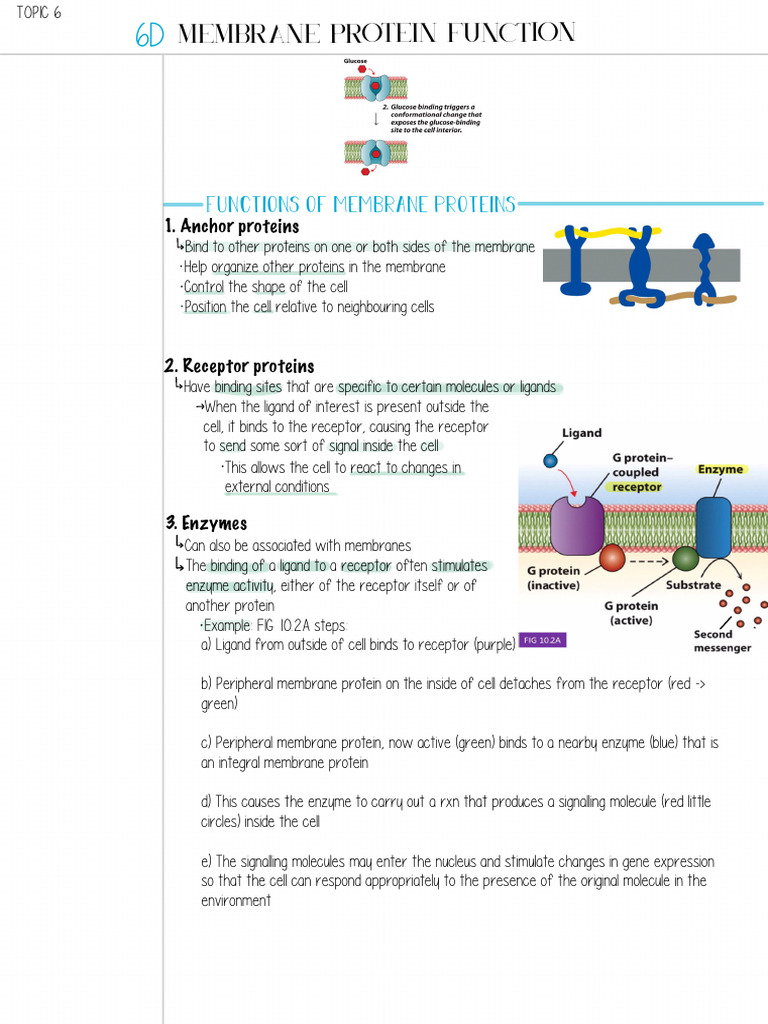 Biochem: Membrane Protein Function | PDF | Cell Membrane | Cell Signaling