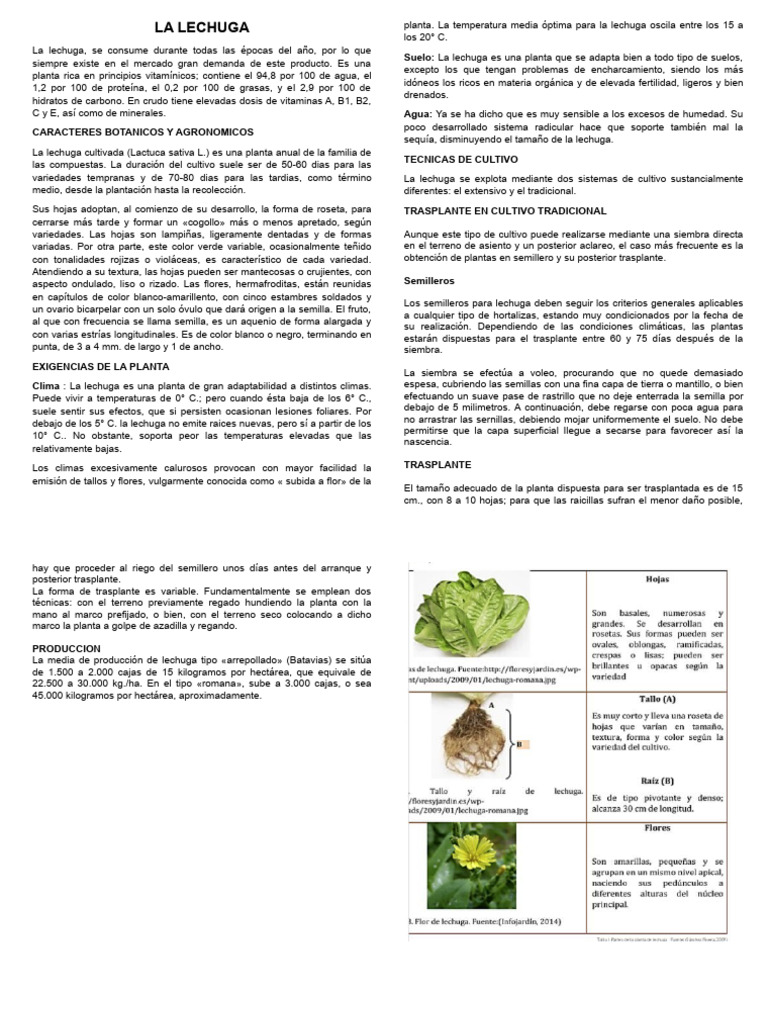La Lechuga | PDF | Lechuga | Plantas