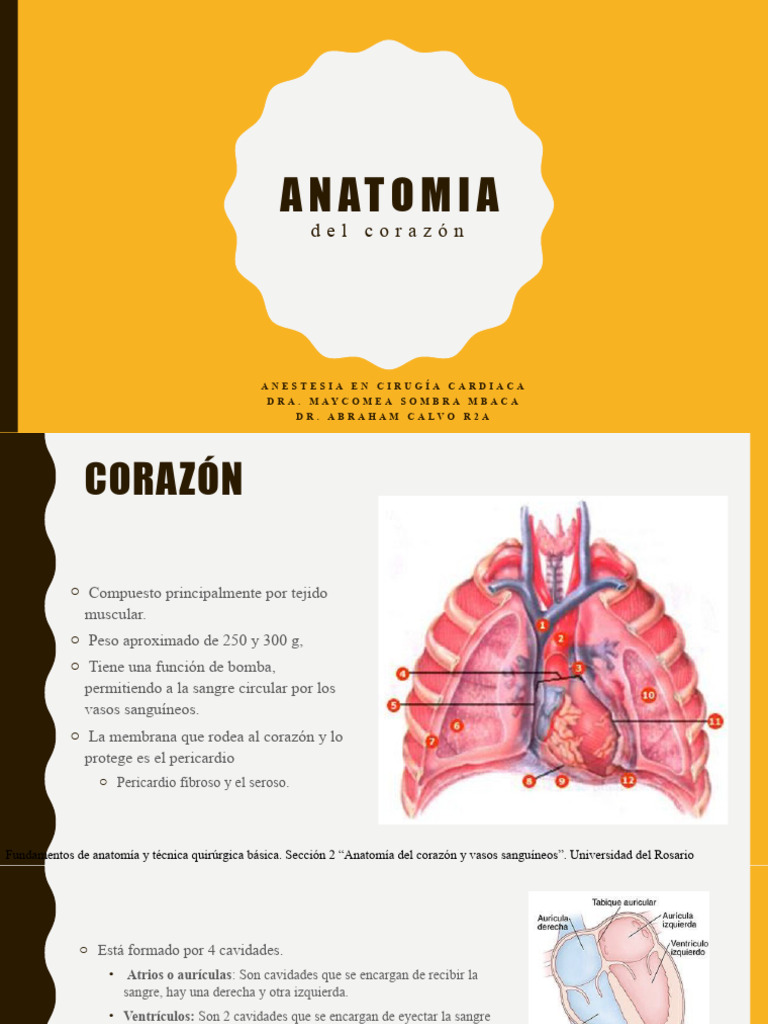ANATOMIA Del Corazon | PDF