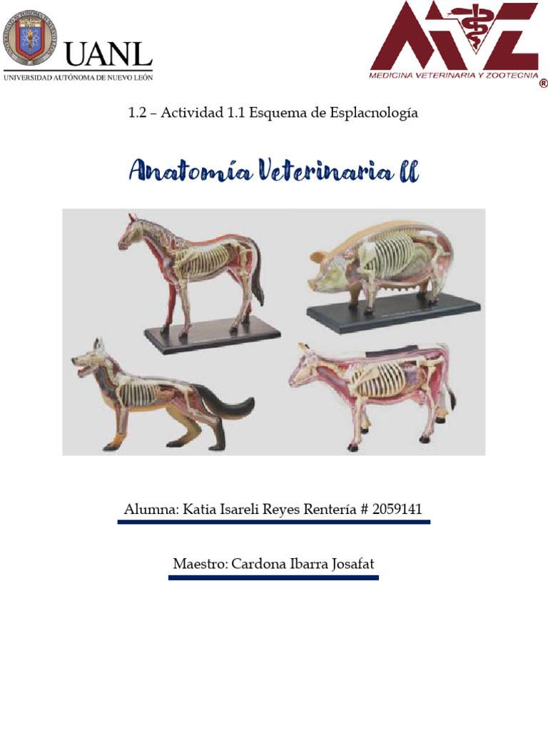 Kirr - Act 1.1 - Av | PDF | Anatomía | Sistema digestivo humano