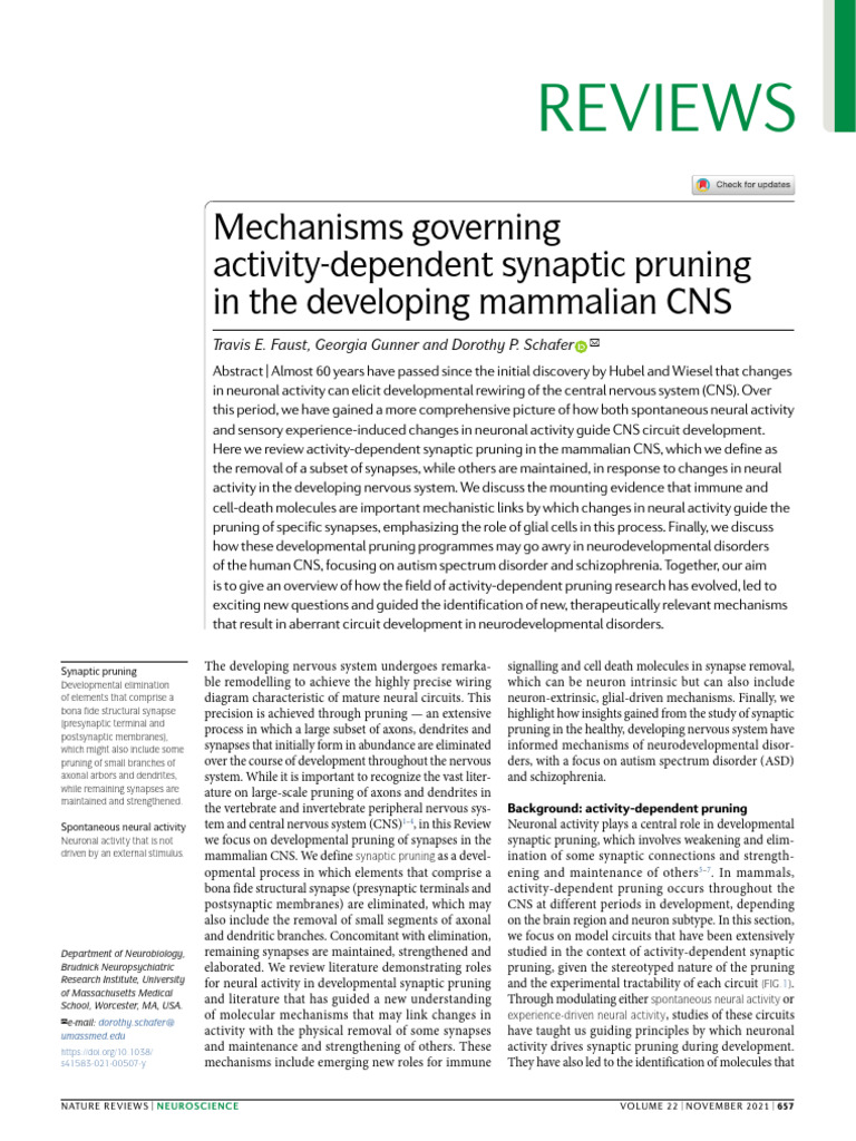 Reviews: Mechanisms Governing Activity-Dependent Synaptic Pruning in The Developing Mammalian ...