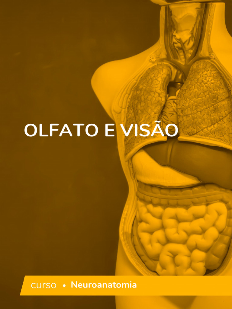 5f6bb3ae30262 - Ebook - Olfato e Visão | PDF | Sistema visual | Córtex ...